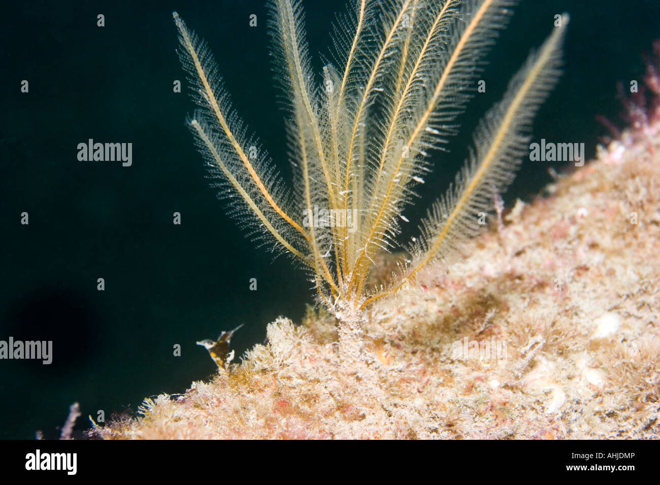 Feather Star High Resolution Stock Photography and Images - Alamy