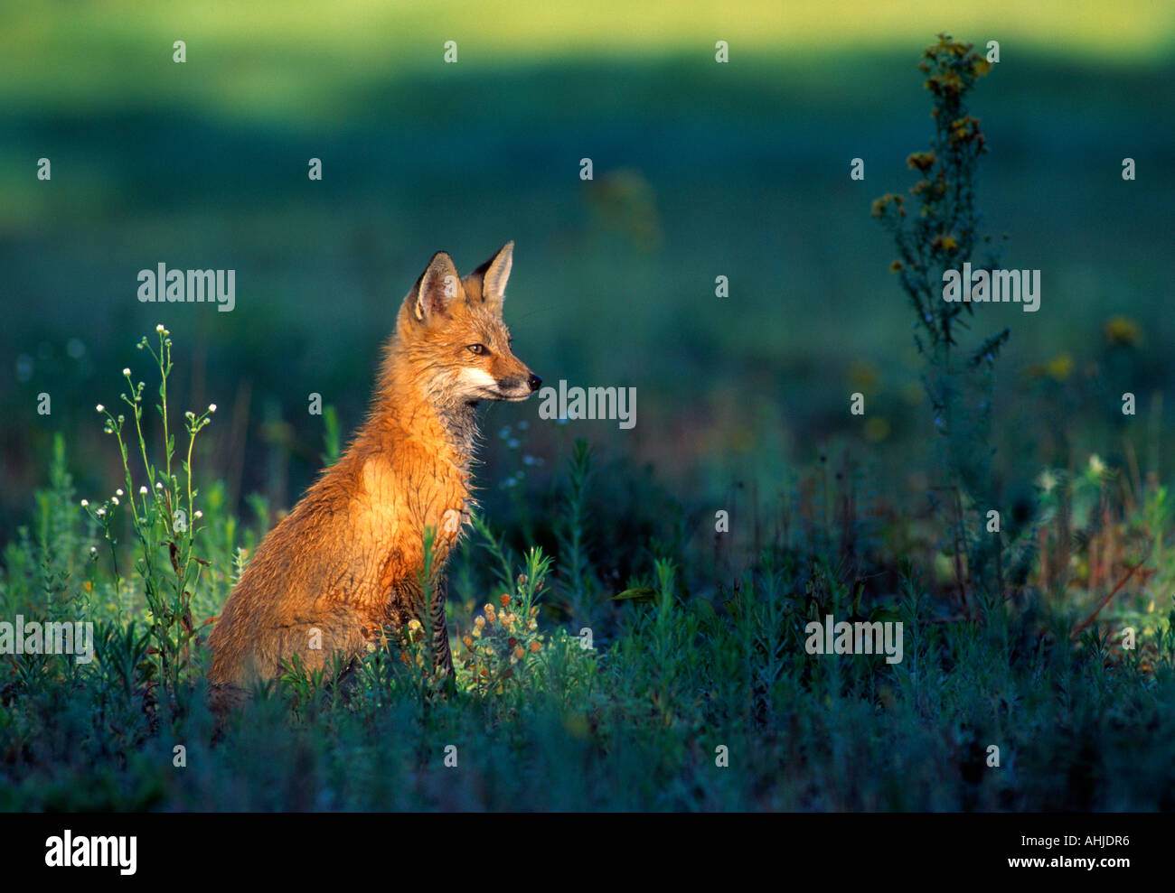 Red fox pup sitting in grass Stock Photo - Alamy
