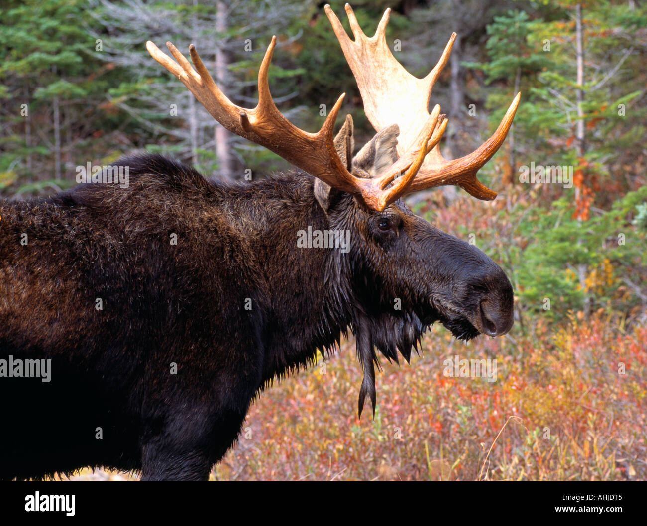 Bull moose profile Stock Photo - Alamy