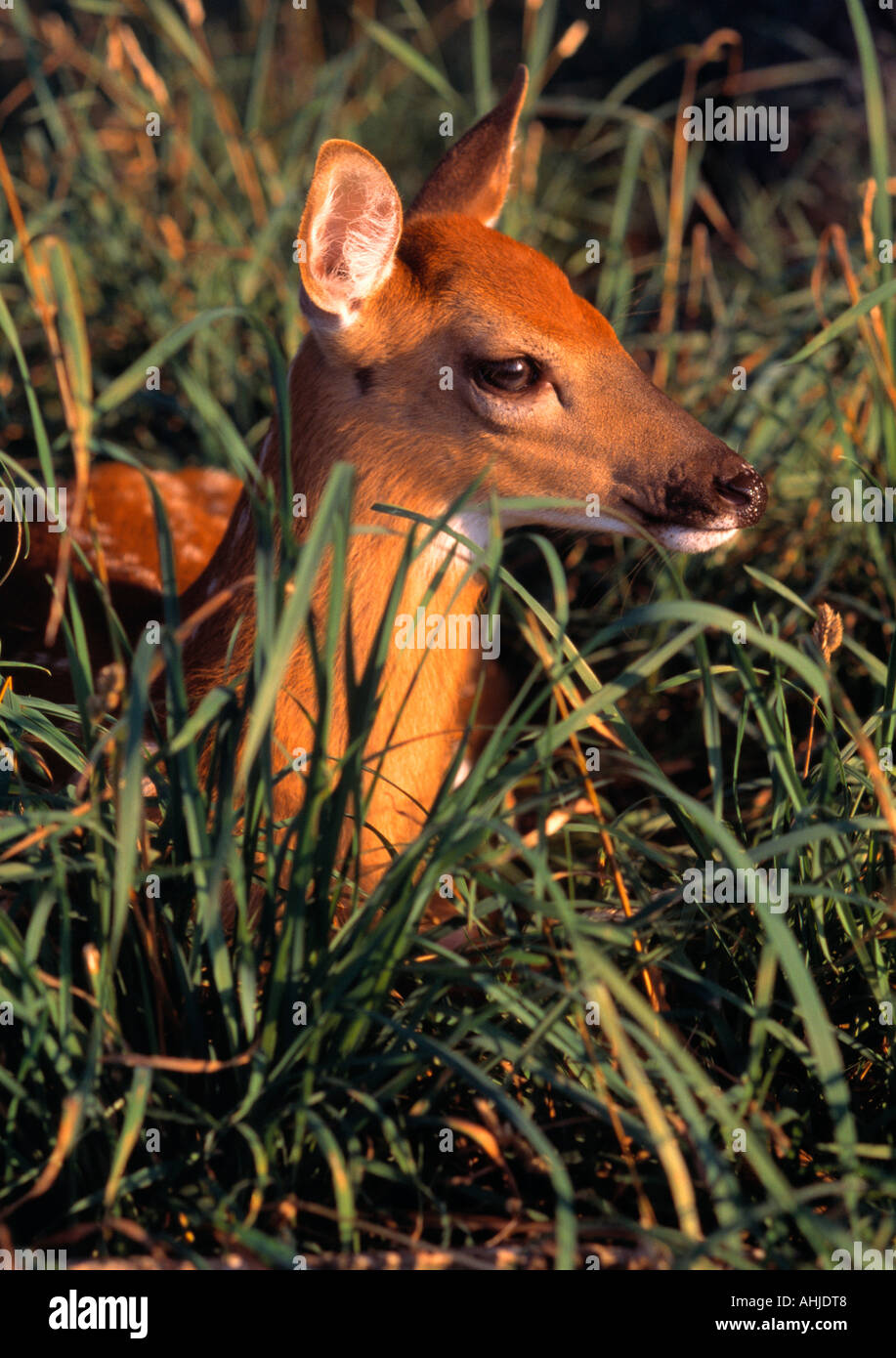 Bbb0031 hi-res stock photography and images - Alamy