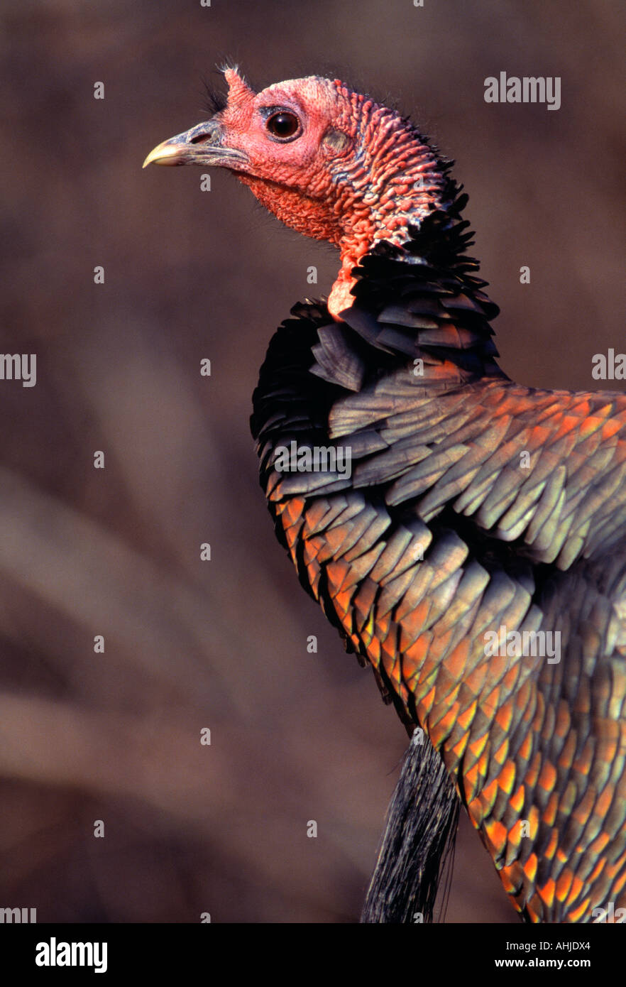 Eastern turkey tom Stock Photo - Alamy