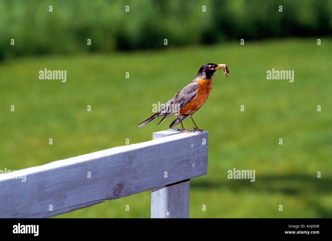 American robin with worm Stock Photo - Alamy