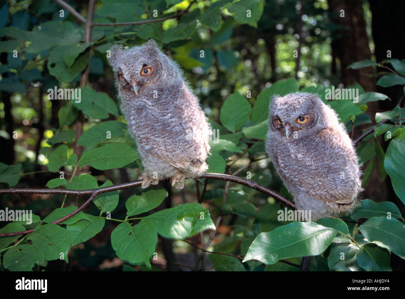Two screech owls hi-res stock photography and images - Alamy