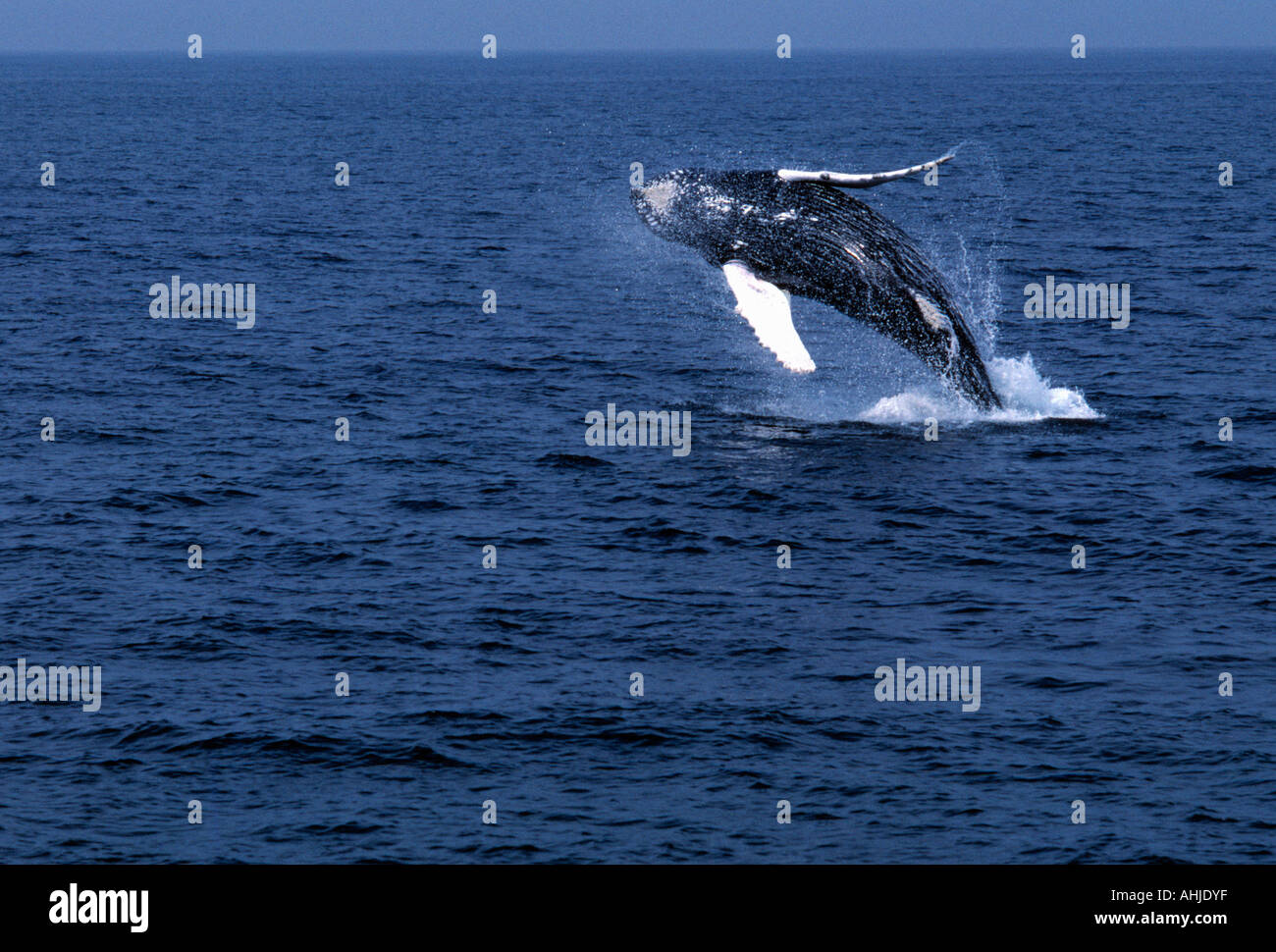 Bbb0046 hi-res stock photography and images - Alamy