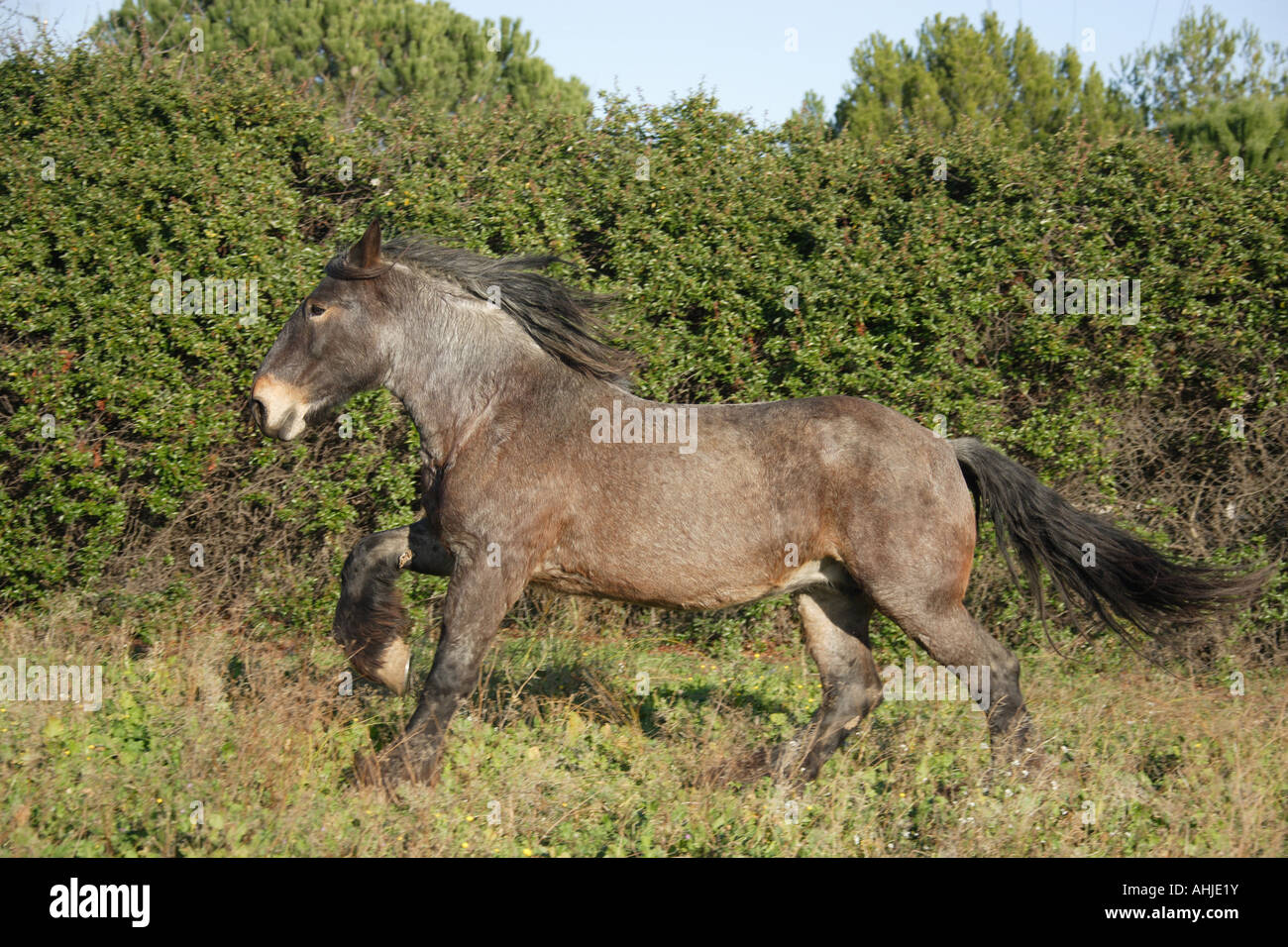 Poitevin horse hi-res stock photography and images - Alamy