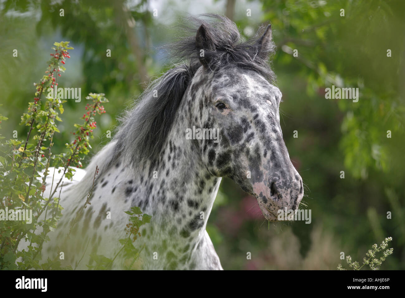 Noriker horse - portrait Stock Photo - Alamy