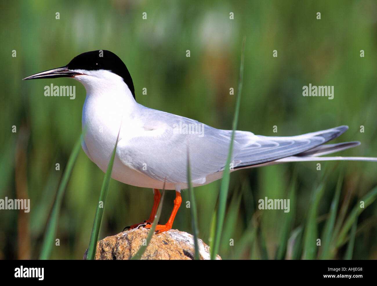 Bbb0049 hi-res stock photography and images - Alamy