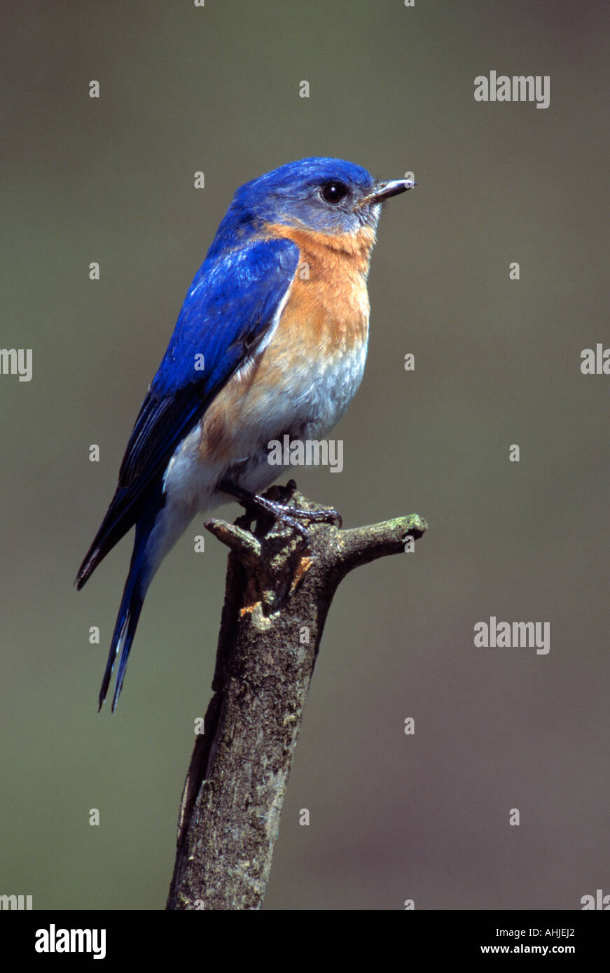 At the bluebird hi-res stock photography and images - Alamy