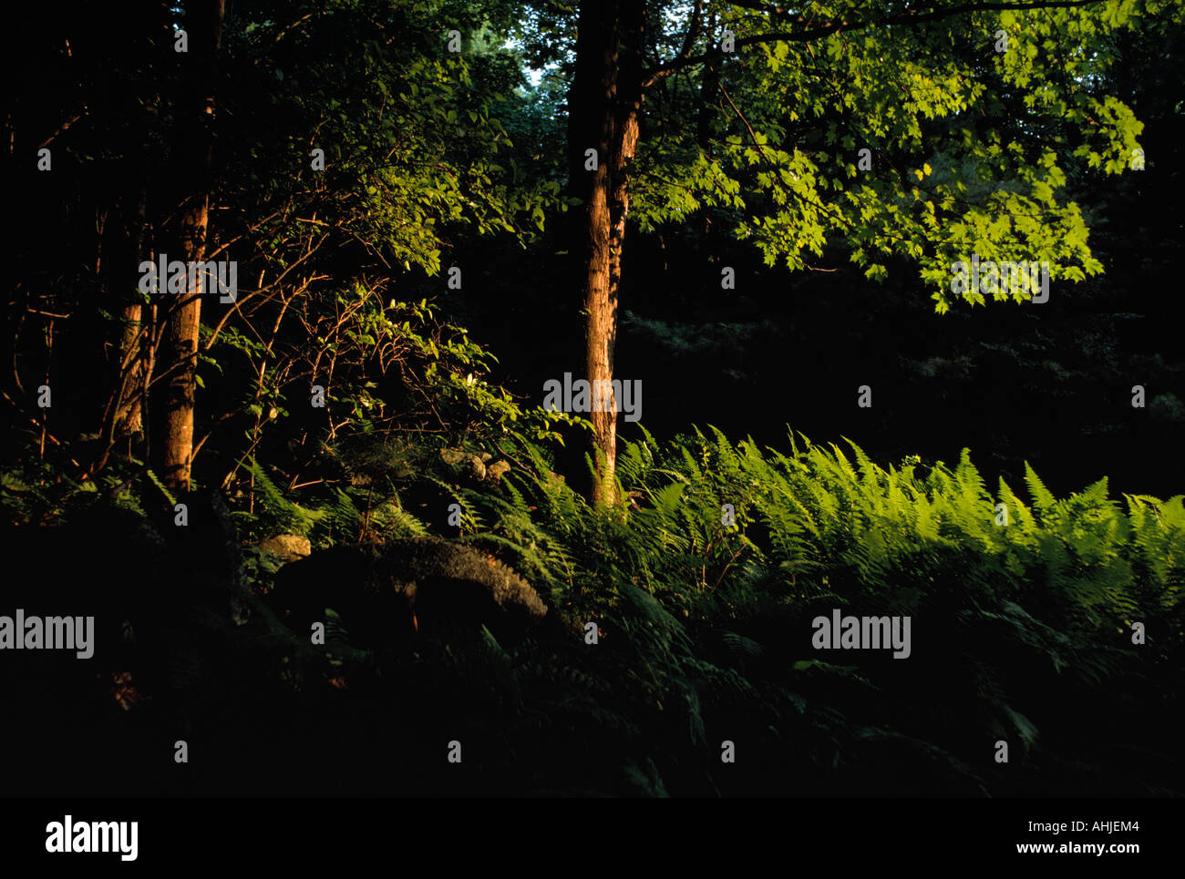 Forest in light and shadow Stock Photo - Alamy