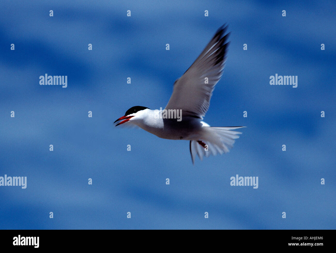 Common tern in flight Stock Photo - Alamy