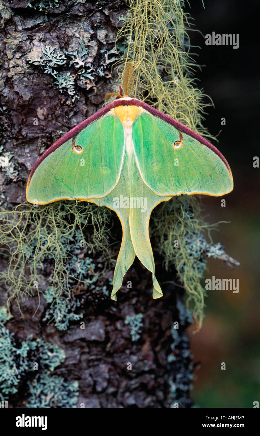 Male luna moth hi-res stock photography and images - Alamy