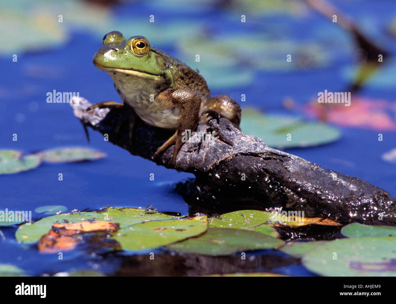 Bullfrog in lily pond Stock Photo - Alamy