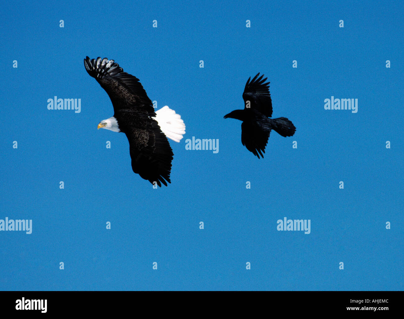 Bald eagle with ravens hi-res stock photography and images - Alamy