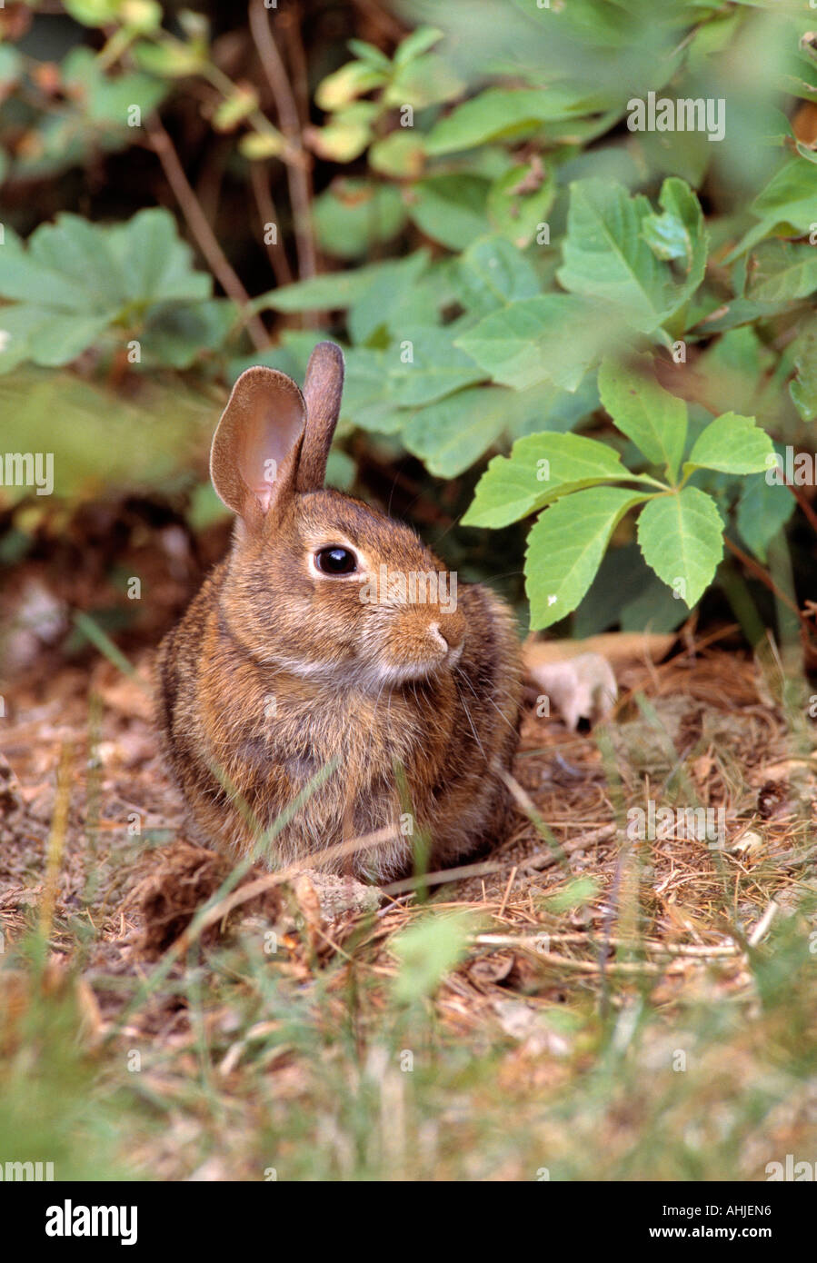 Natural selection rabbit hi-res stock photography and images - Alamy