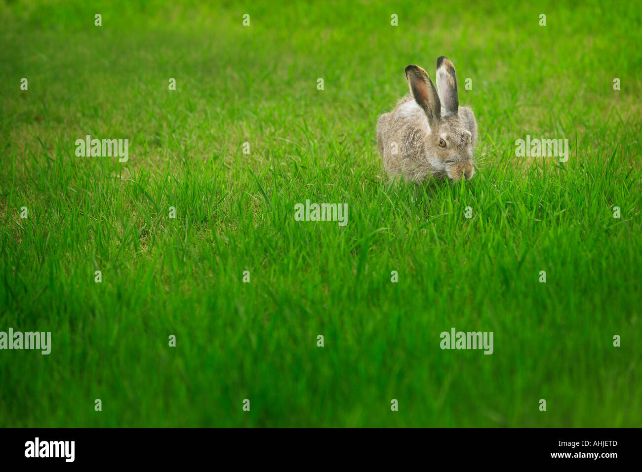 Rabbit eating grass Stock Photo - Alamy
