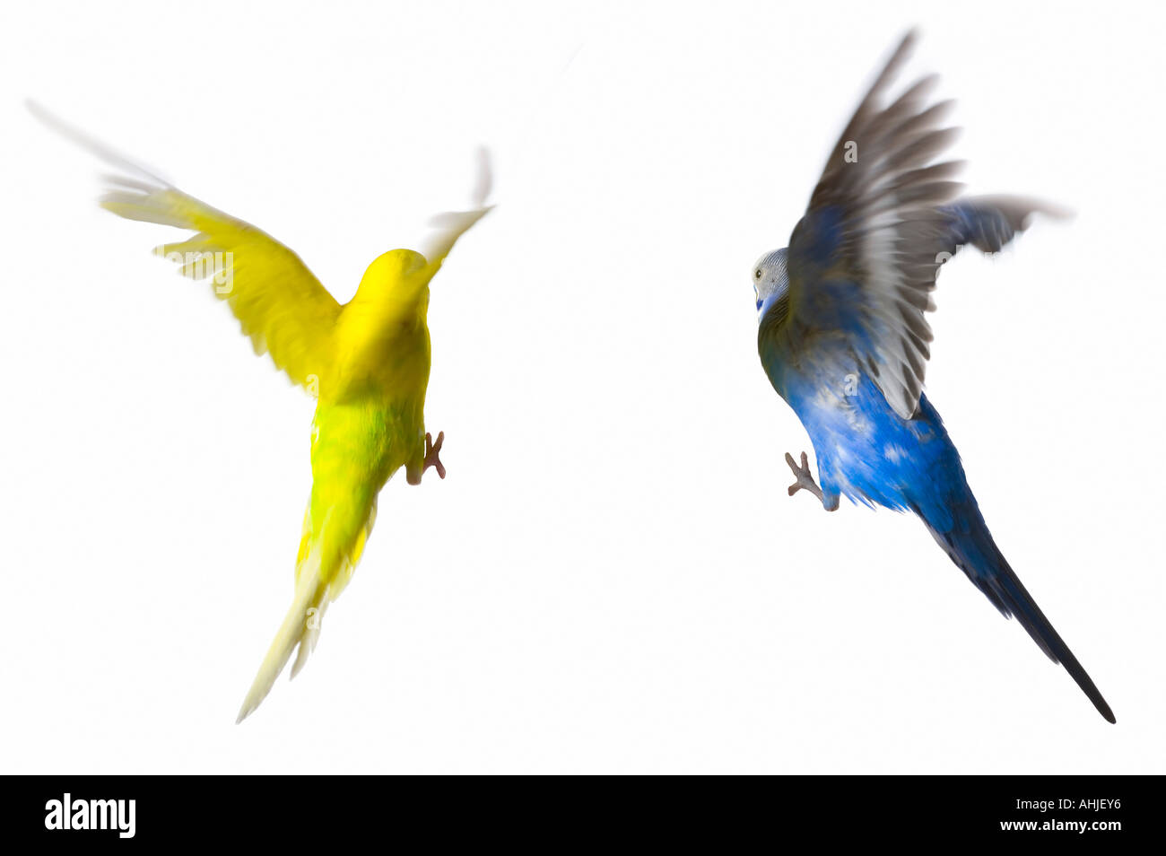 Two flying budgies Stock Photo - Alamy