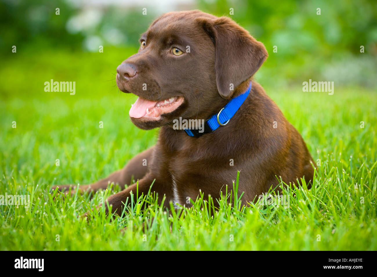 Labrador Retriever Puppy Stock Photo - Alamy