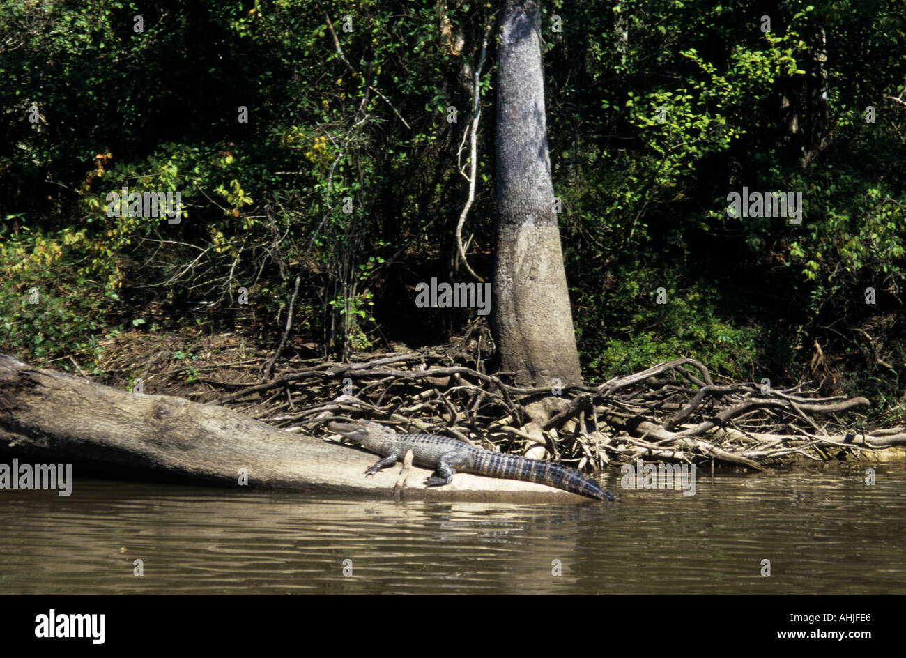 Large American Alligator (Alligator mississippiensis) lying on log in ...