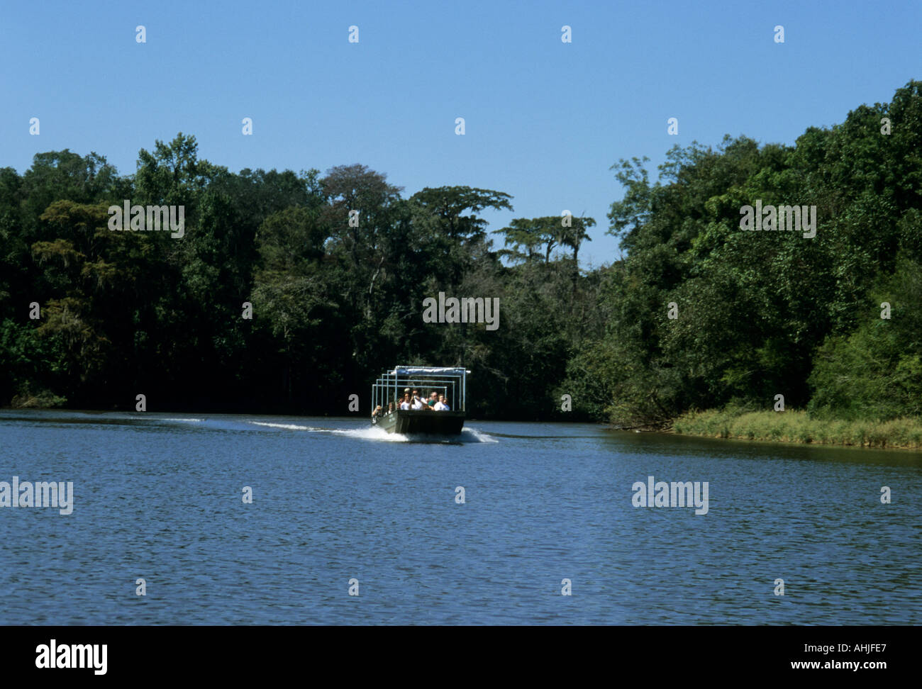 Rectangular green boat carrying tourists through the bayou with trees ...