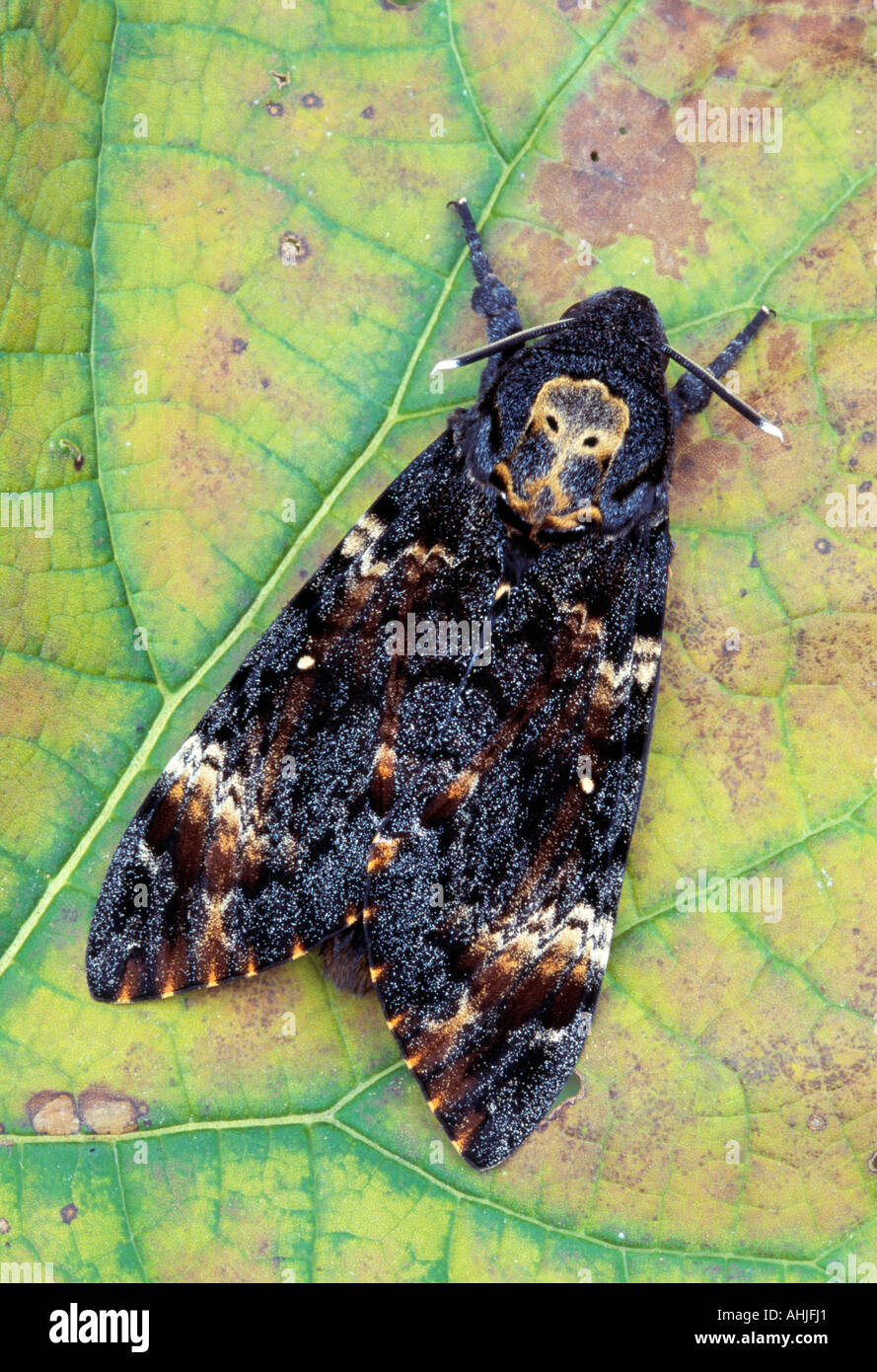 Moth resting on a leaf Stock Photo - Alamy