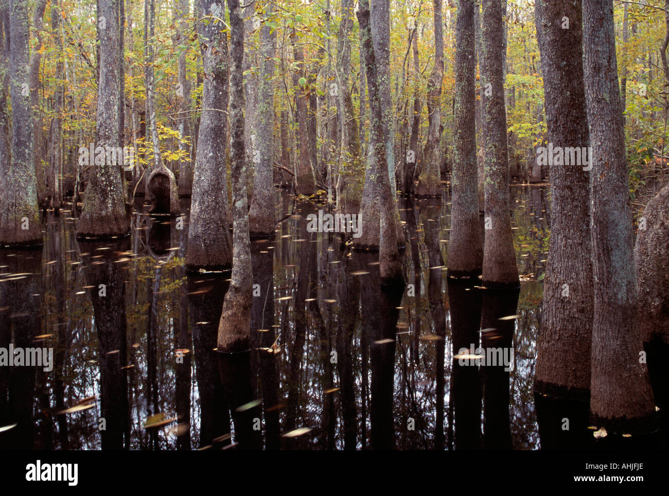 Trees in a swamp Stock Photo - Alamy