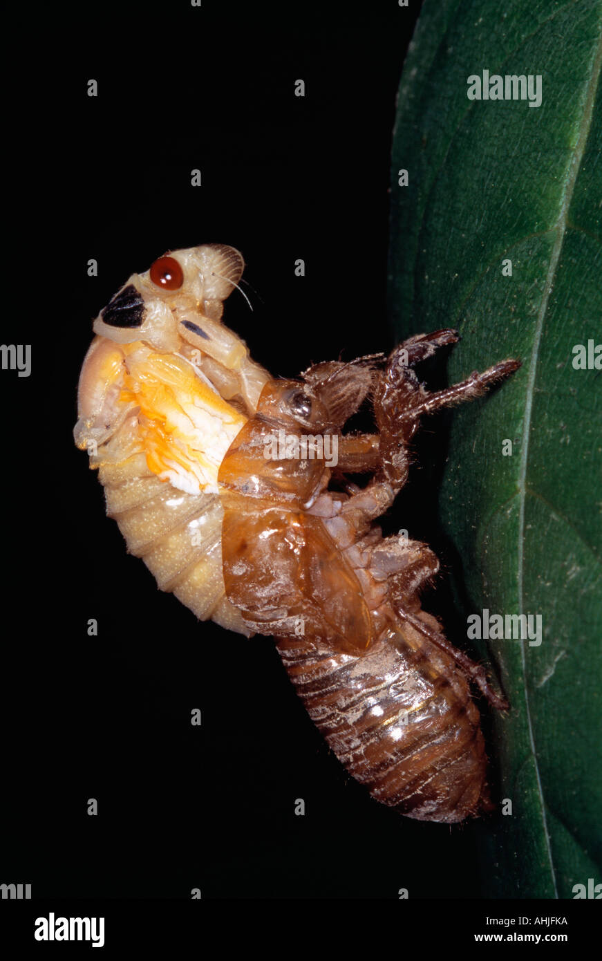Closeup bug molting exoskeleton Stock Photo - Alamy