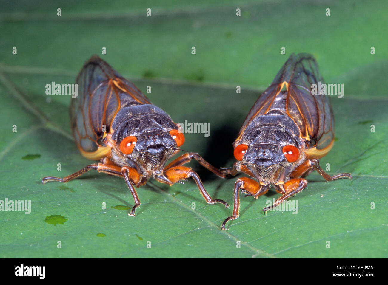 Pair of bugs Stock Photo - Alamy