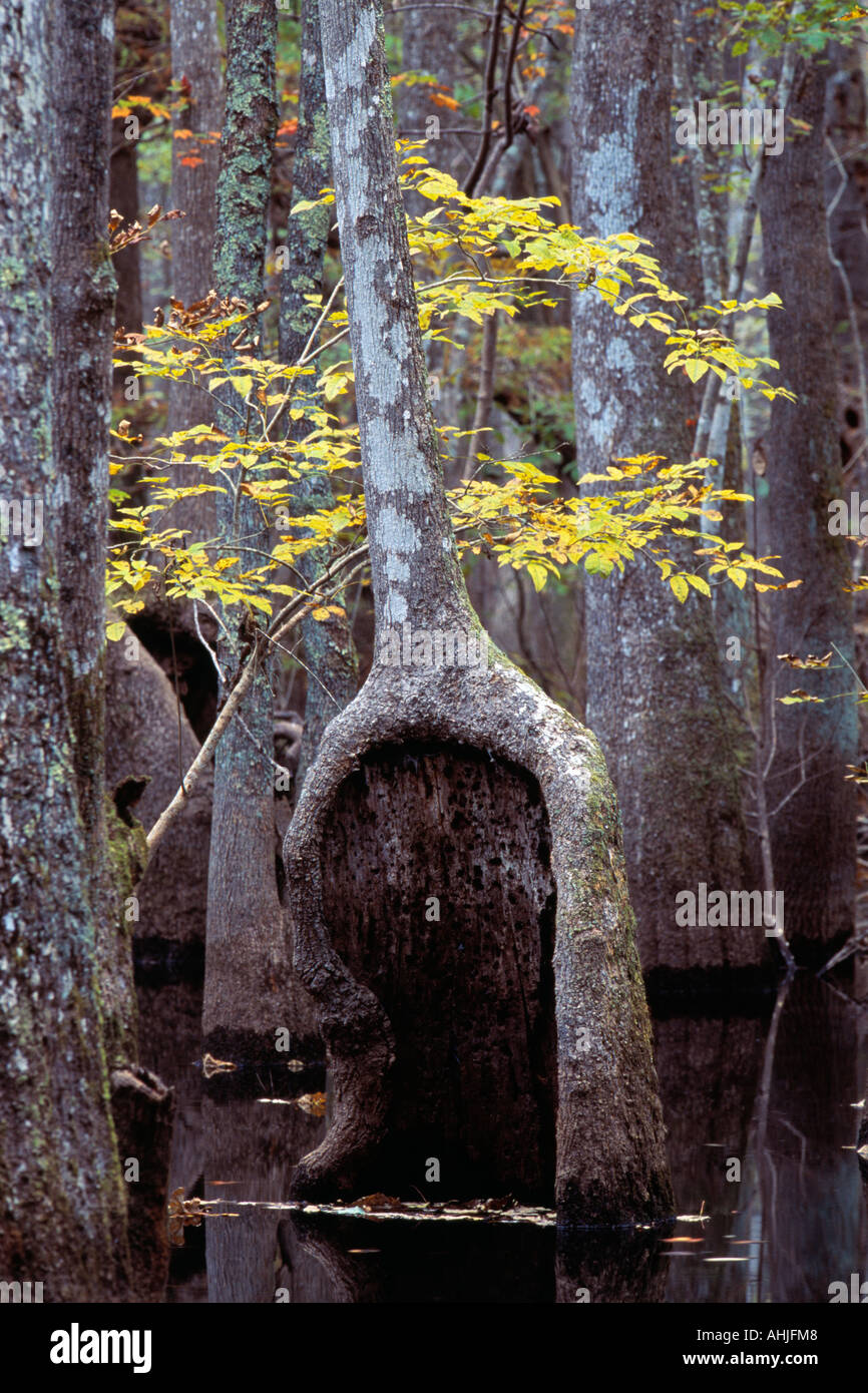 Trees in a swamp Stock Photo - Alamy