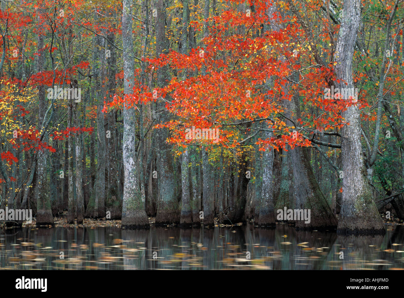 Trees in a lagoon Stock Photo - Alamy