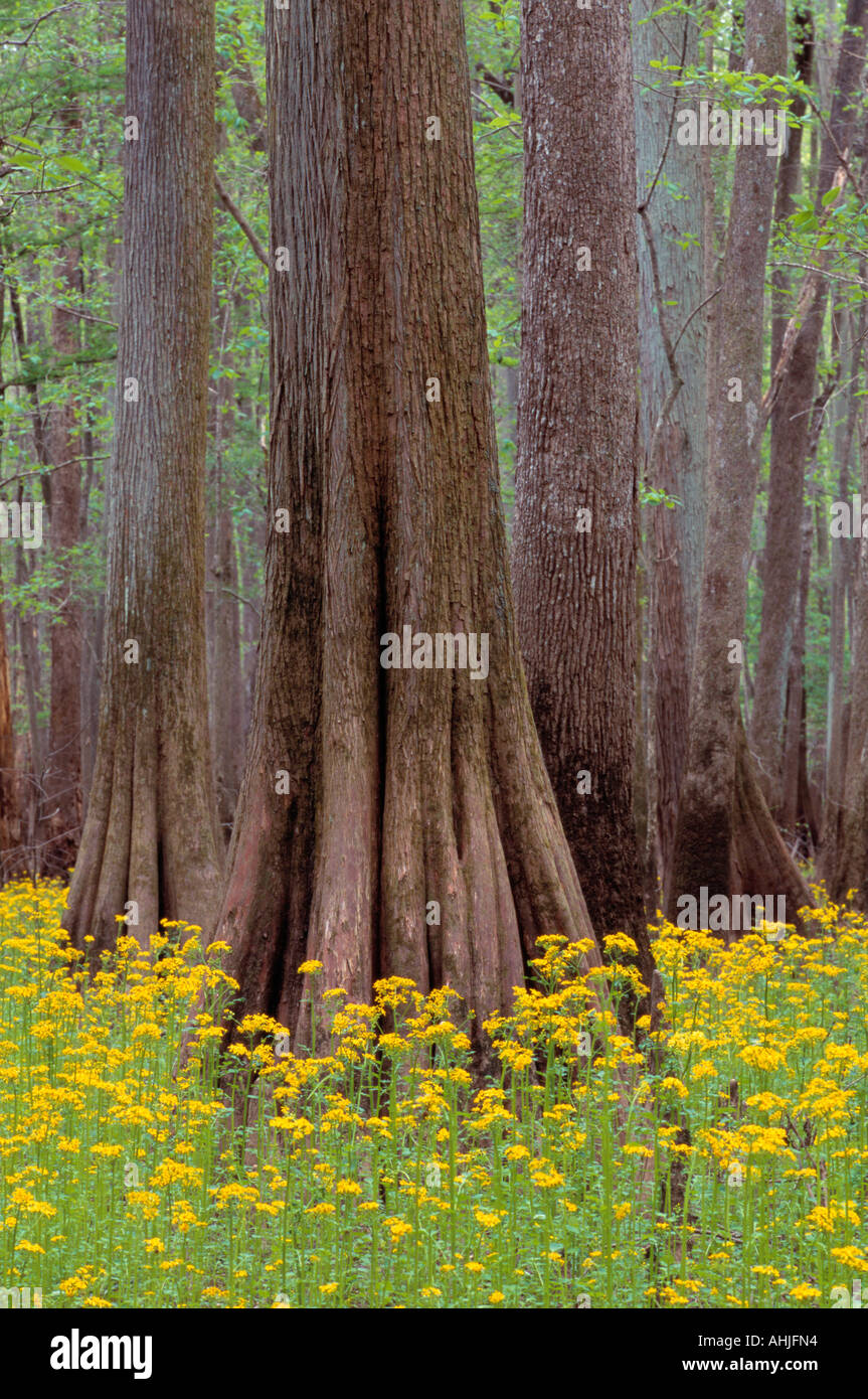 Tree trunks with yellow flowers Stock Photo - Alamy