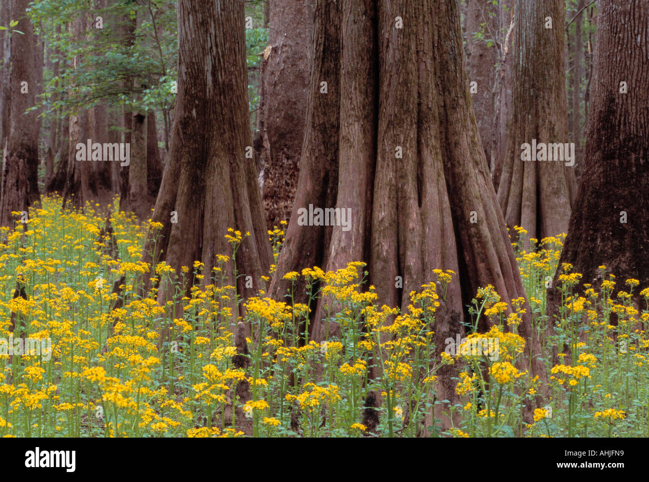 Yellow flowers in a forest Stock Photo - Alamy
