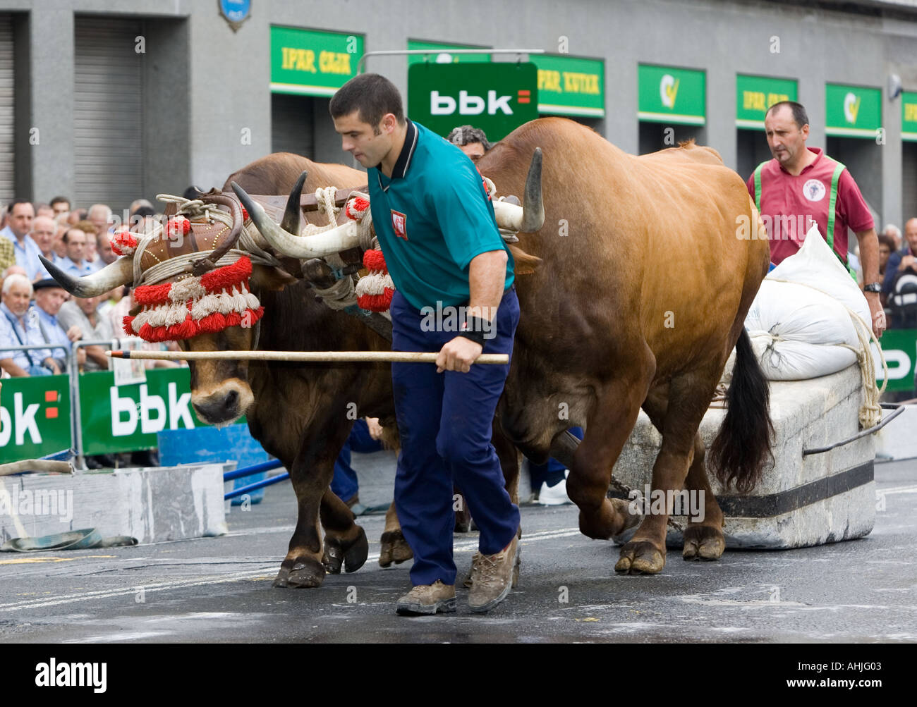 Two horned cows pull a granite block during the Basque Strong Man games ...