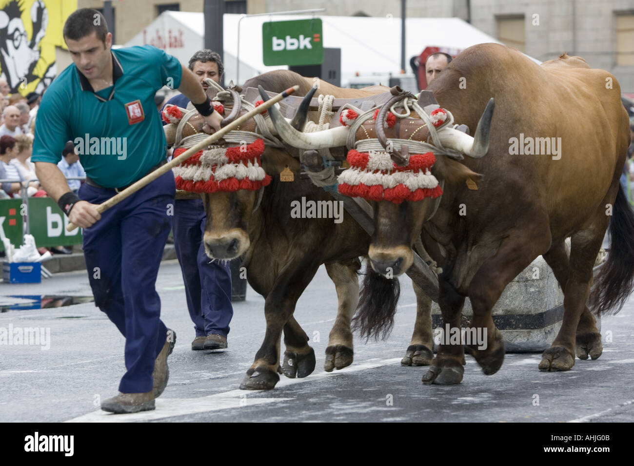 Two horned cows pull a granite block during the Basque Strong Man games ...