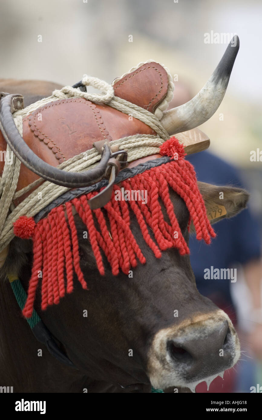A horned cow with a traditional head band designed to prevent flies ...