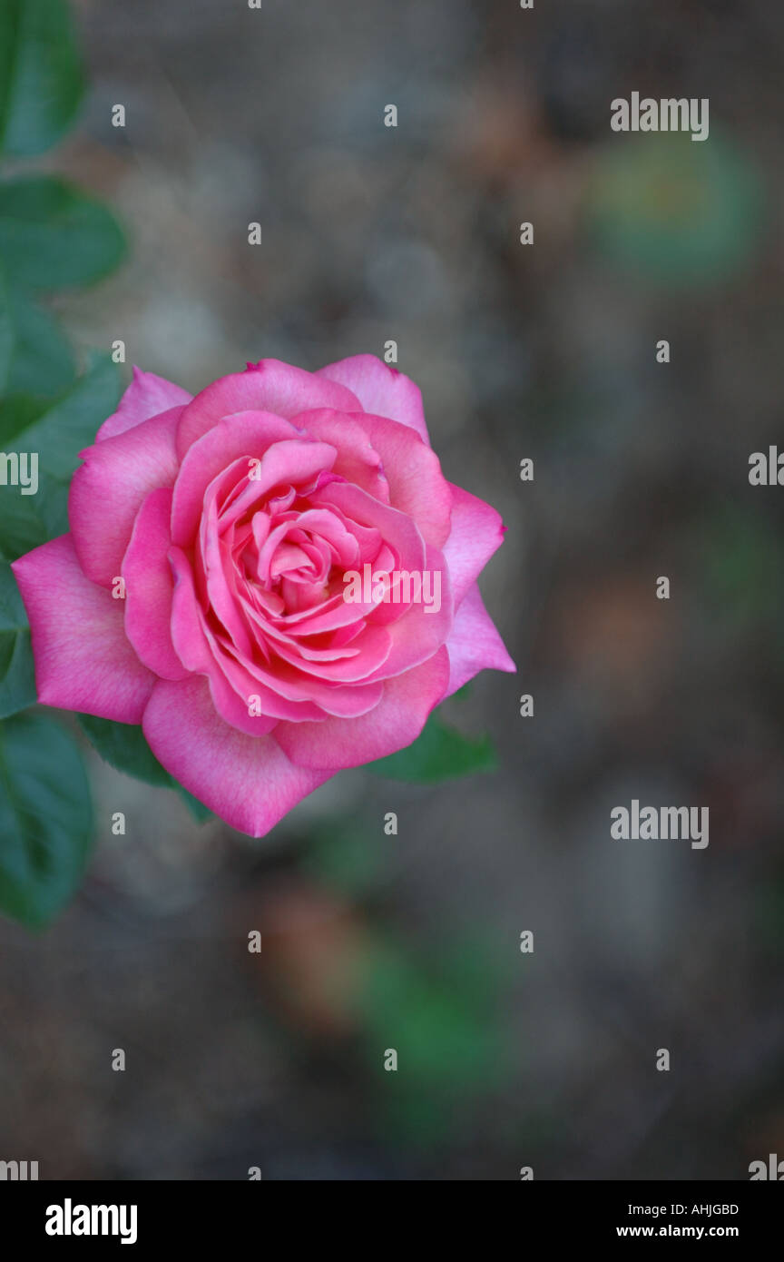 Prize rose hi-res stock photography and images - Alamy