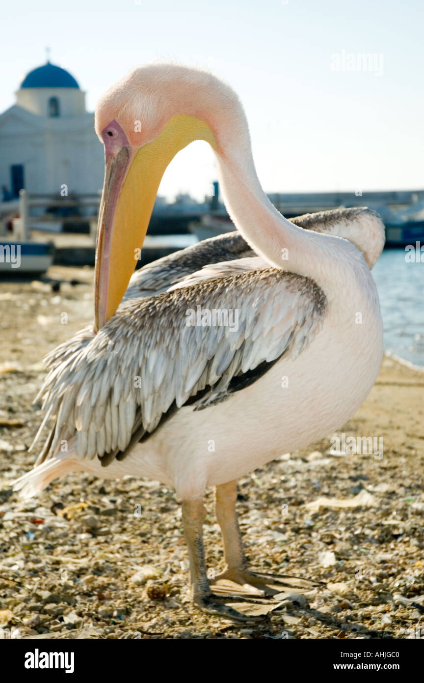 Pelican in Mykonos Town Mykonos The Cyclades Greek Islands Greece Stock ...