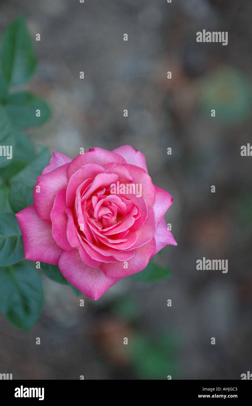 Rose first prize hi-res stock photography and images - Alamy