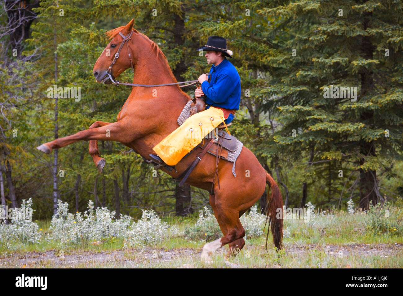 Cowboy on bucking horse hi-res stock photography and images - Alamy