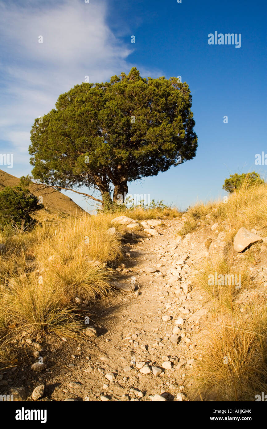 Tree on hill side Stock Photo - Alamy