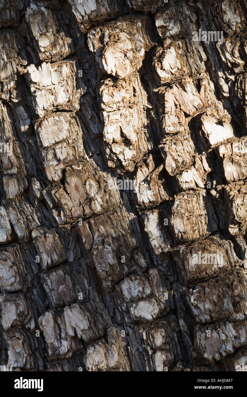 Alligator juniper hi-res stock photography and images - Alamy