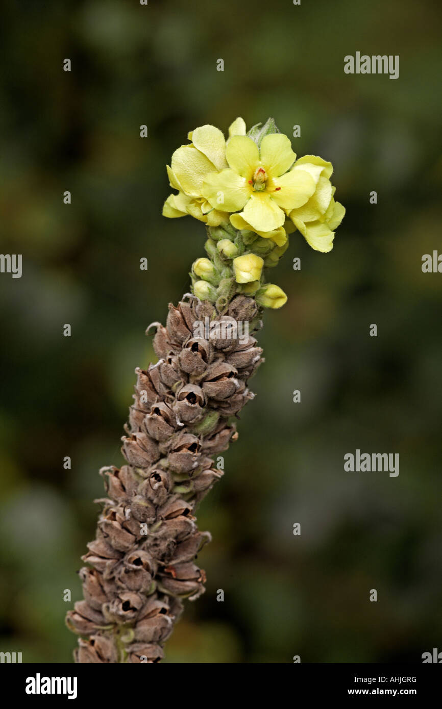 Great Mullein Verbascum thapsus close-up of seedhead & flowers Stock ...