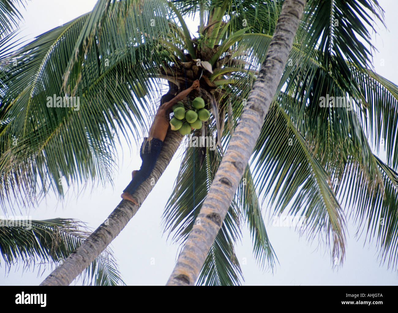 Collecting Coconuts, Boracay, Philippines Stock Photo - Alamy