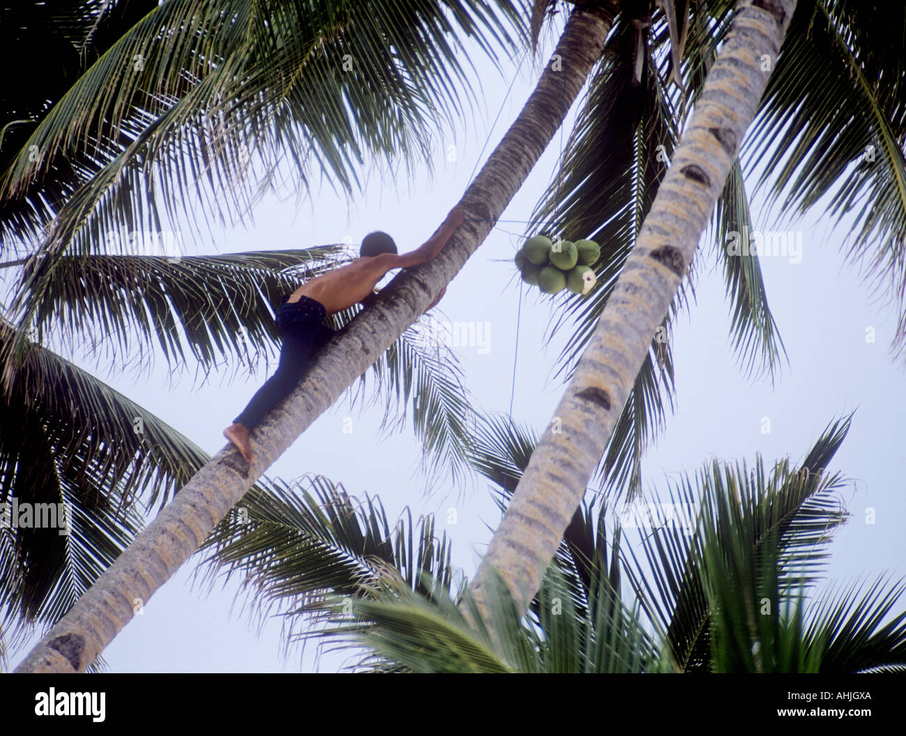 Collecting Coconuts, Boracay, Philippines Stock Photo - Alamy