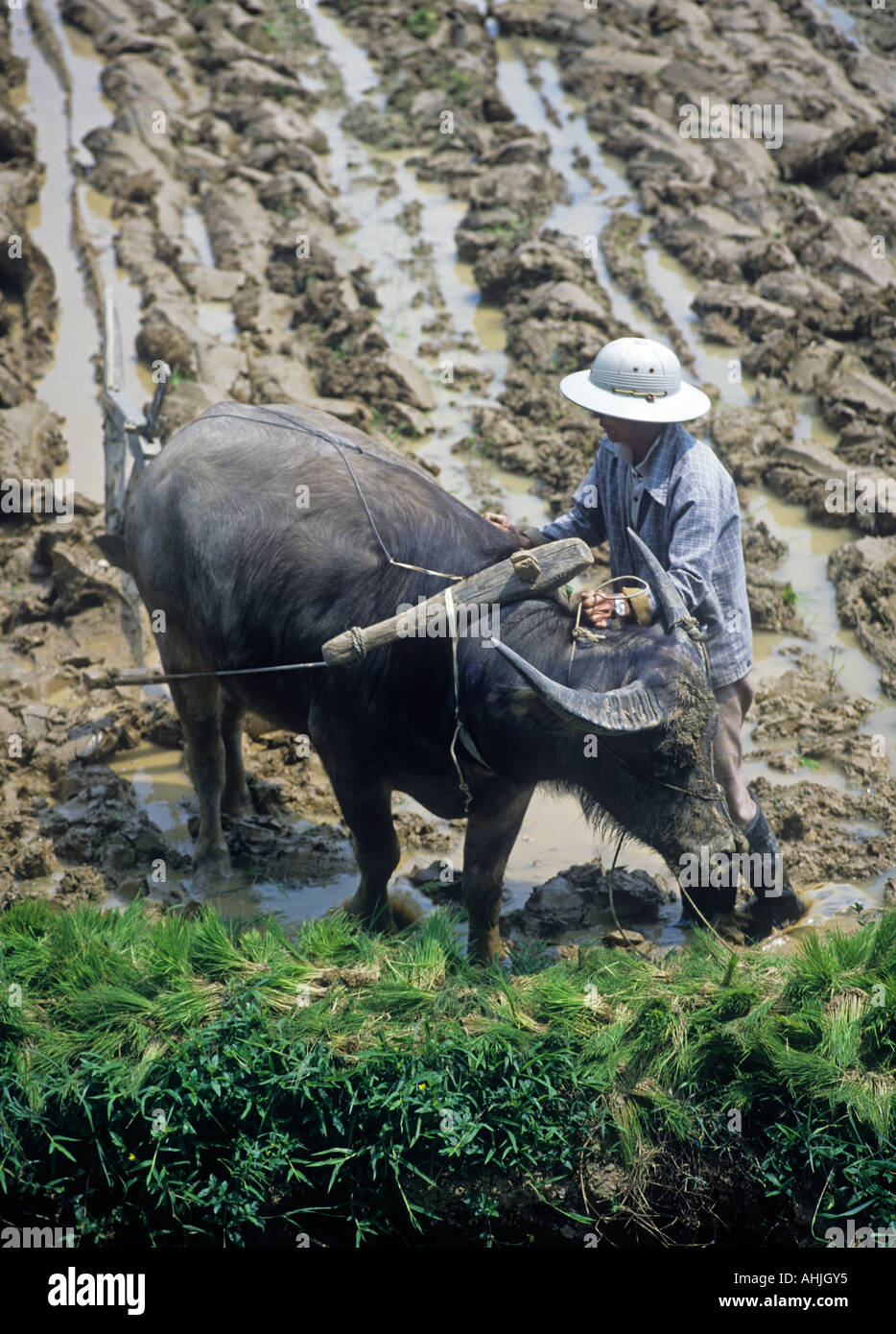 Carabou hi-res stock photography and images - Alamy
