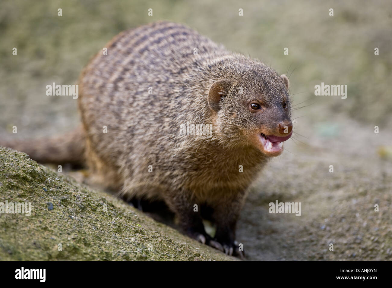 The banded mongoose Stock Photo - Alamy