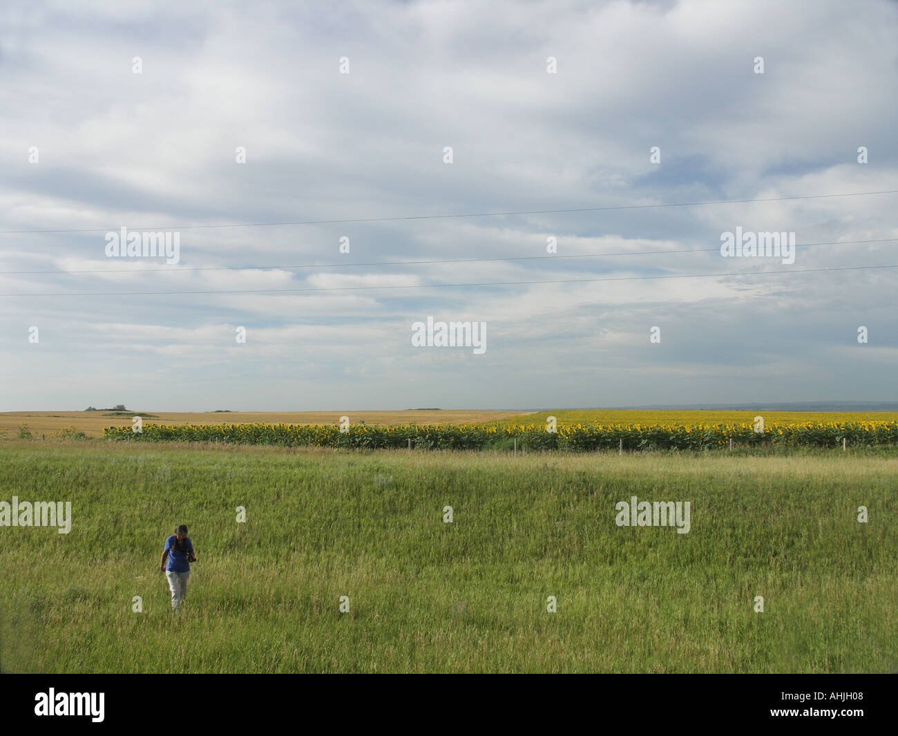 Broad [Field of Sunflowers] Stock Photo - Alamy