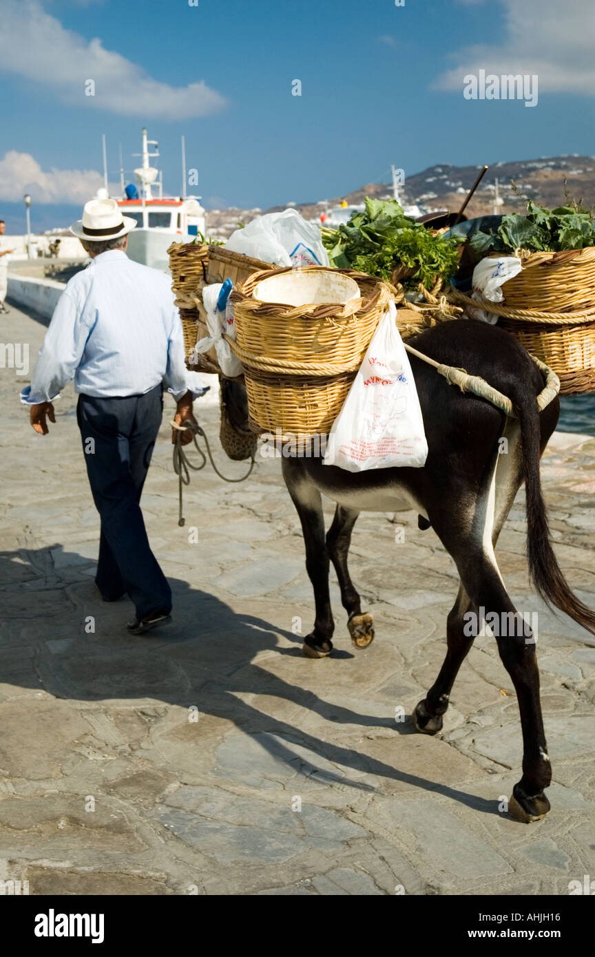 Local Greek man walking working with donkey in alley alleyway Mykonos ...