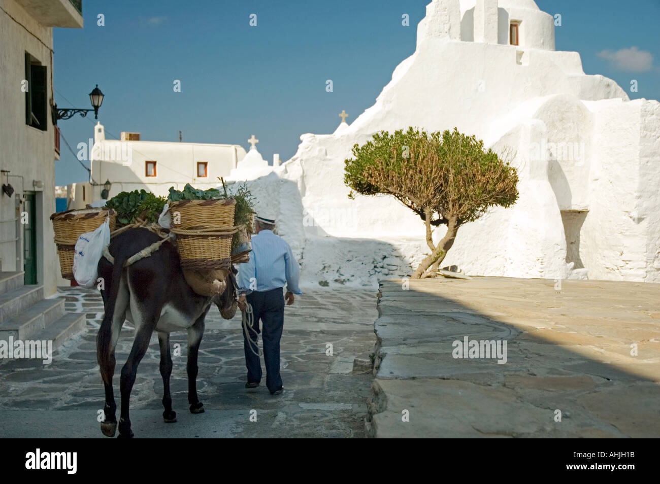 Local Greek man walking working with donkey in alley Alleyway Mykonos ...