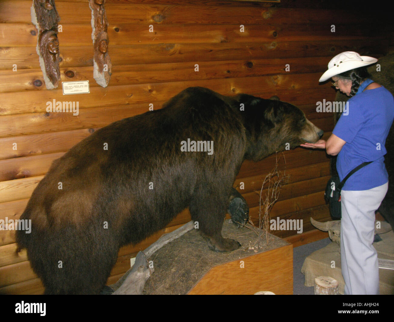 Realistic bear model hi-res stock photography and images - Alamy