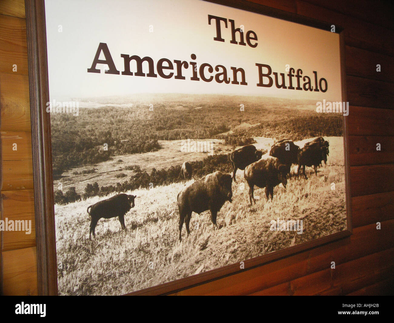 Photograph of the American Buffalo Stock Photo - Alamy